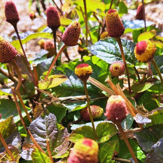 Mafane bredes (Acmella oleracea) | Terre promise